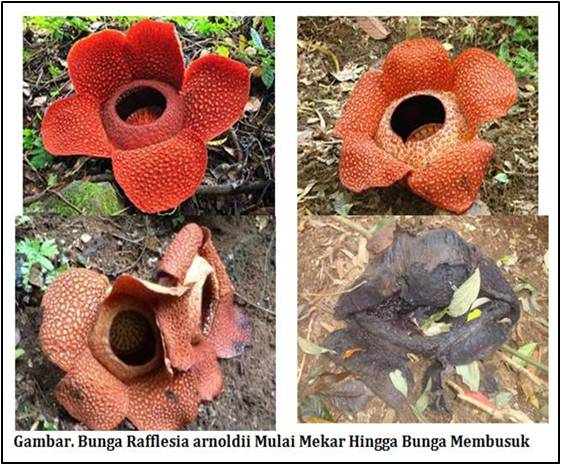 BUNGA RAFLESIA ARNOLDI (Padma Raksasa) ~ My Lily Cahaya Edukasi