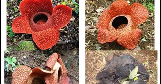 BUNGA RAFLESIA ARNOLDI (Padma Raksasa) ~ My Lily Cahaya Edukasi