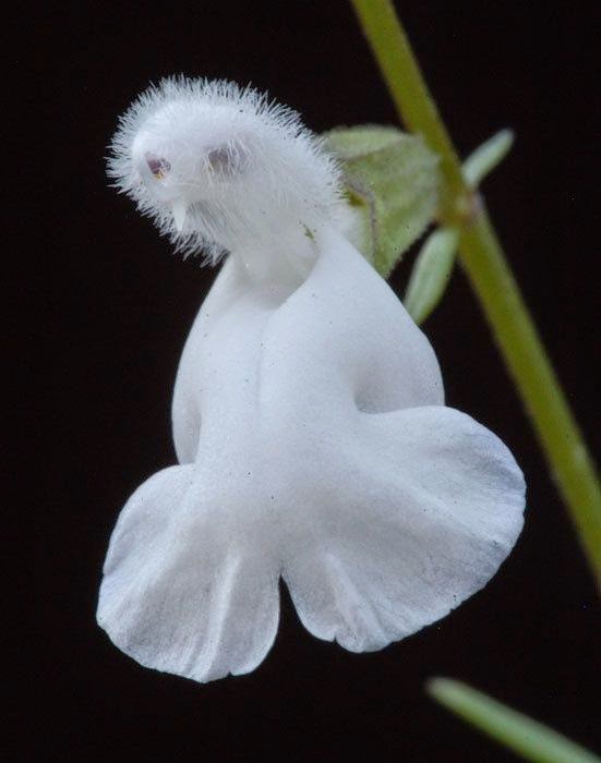 Casper The Friendly Ghost Flower - Flowers Gardens
