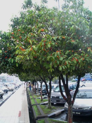 Akar Comunity: Pohon Yang Paling Banyak Menyimpan Air