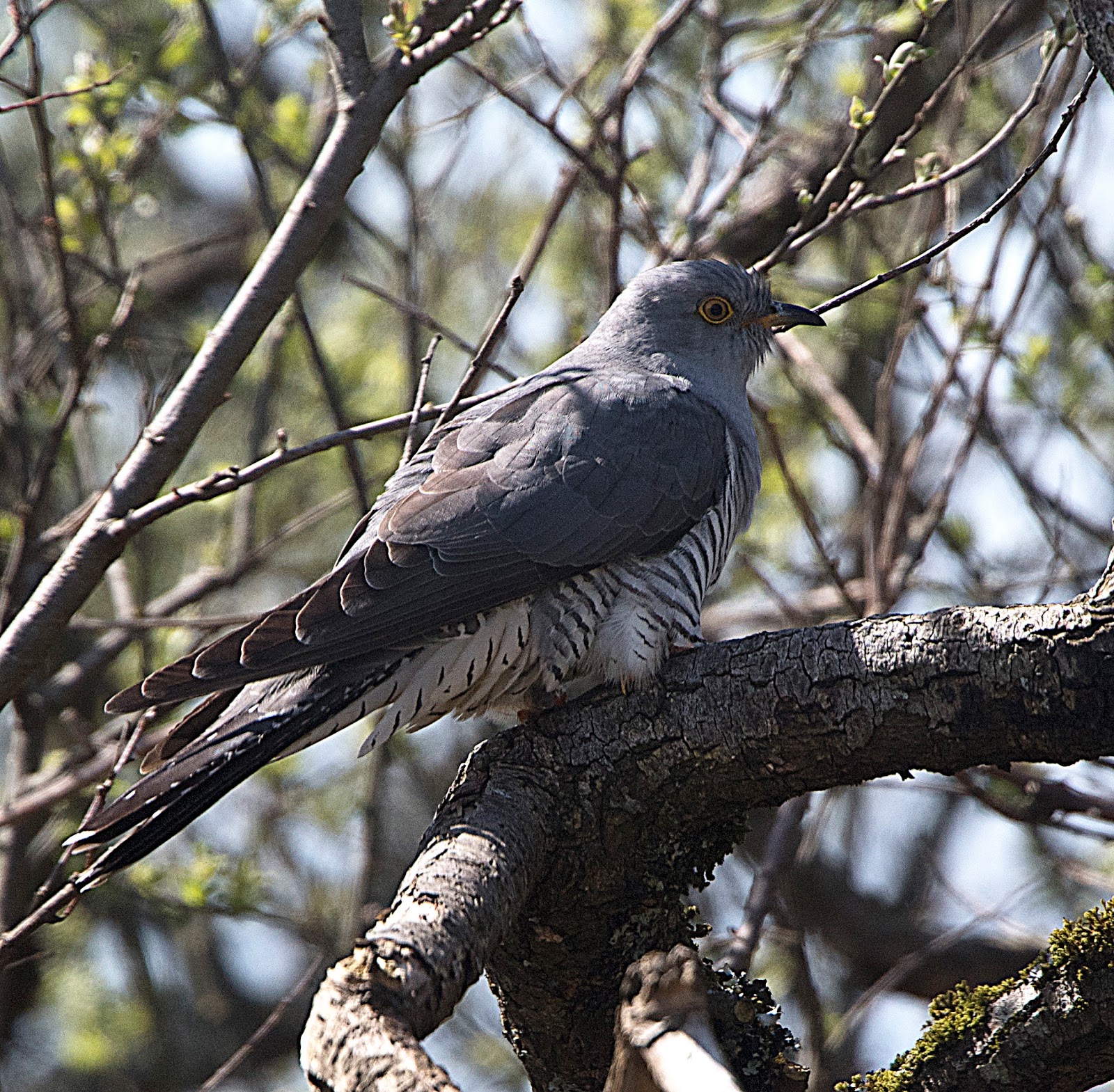 Alan James Photography : Cuckoo Crazy