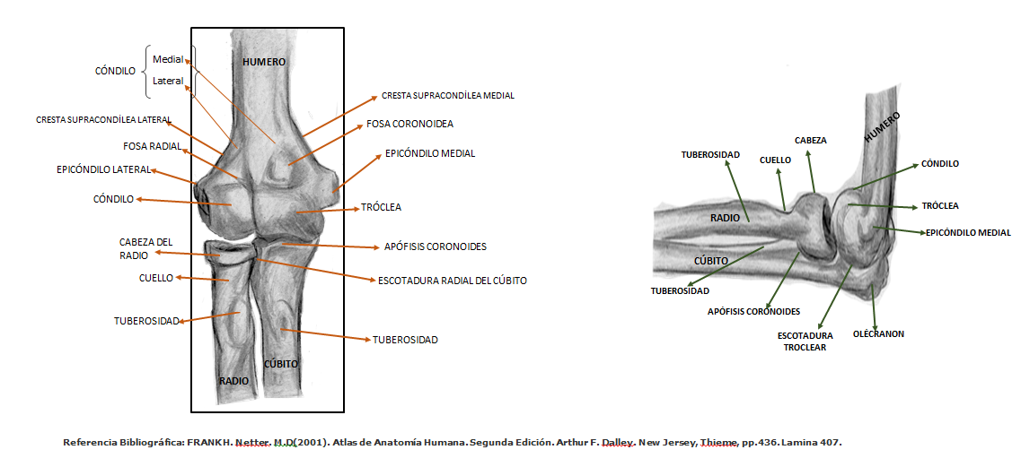 ANATOMIA RADIOLOGICA: 1. MIEMBRO SUPERIOR