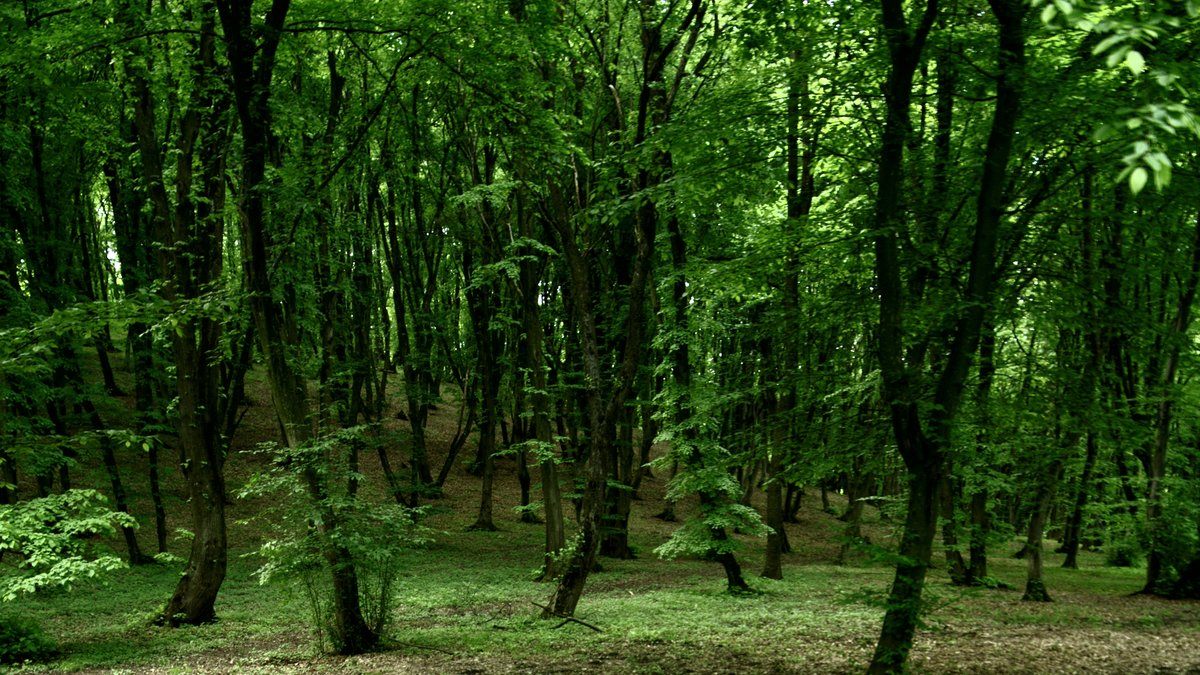 Lisa's World: CLUJ-NAPOCA, ROMANIA Hoia-Baciu Forest