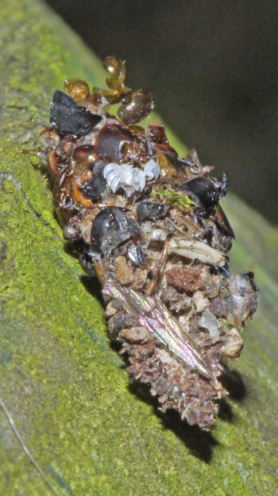 CABINET OF CURIOSITIES: A regurgitated corvid food pellet