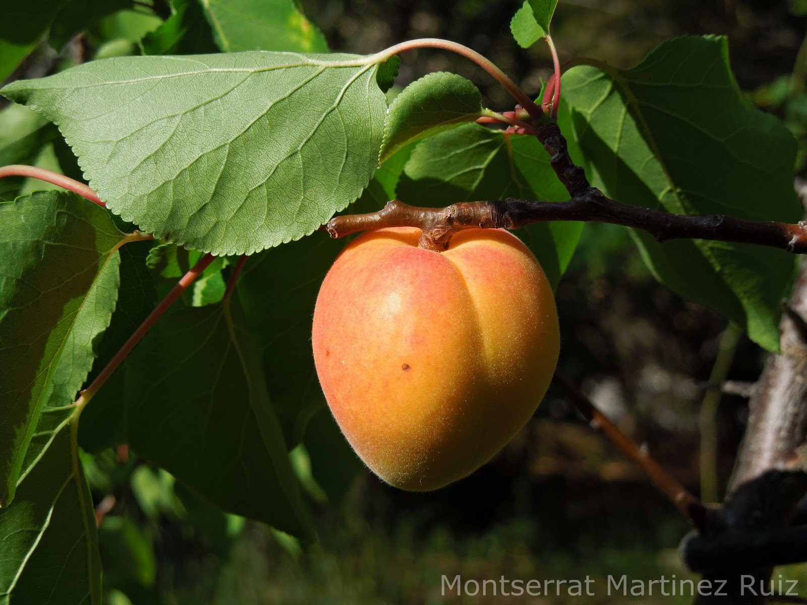 ALBARICOQUERO - BOTÀNIC SERRAT