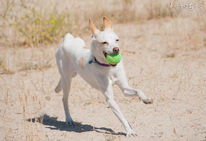 NOBLE GALGO: HARU - mestiza de bodeguero de 8 meses - Madrid - Urgente!!!!
