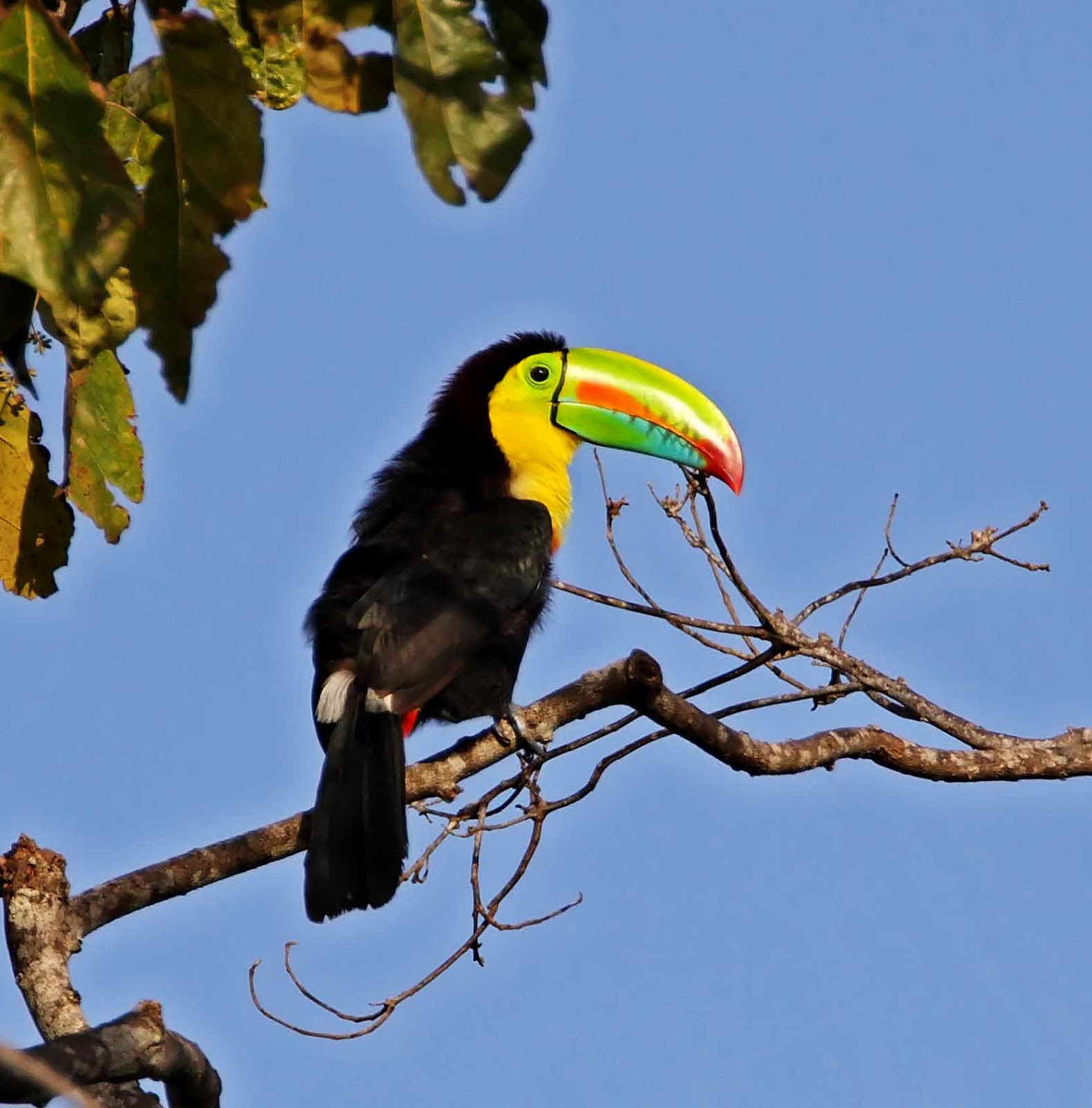 David McDonald Photography: Bulletin 198 - Panama #6 - Toucans, barbets ...
