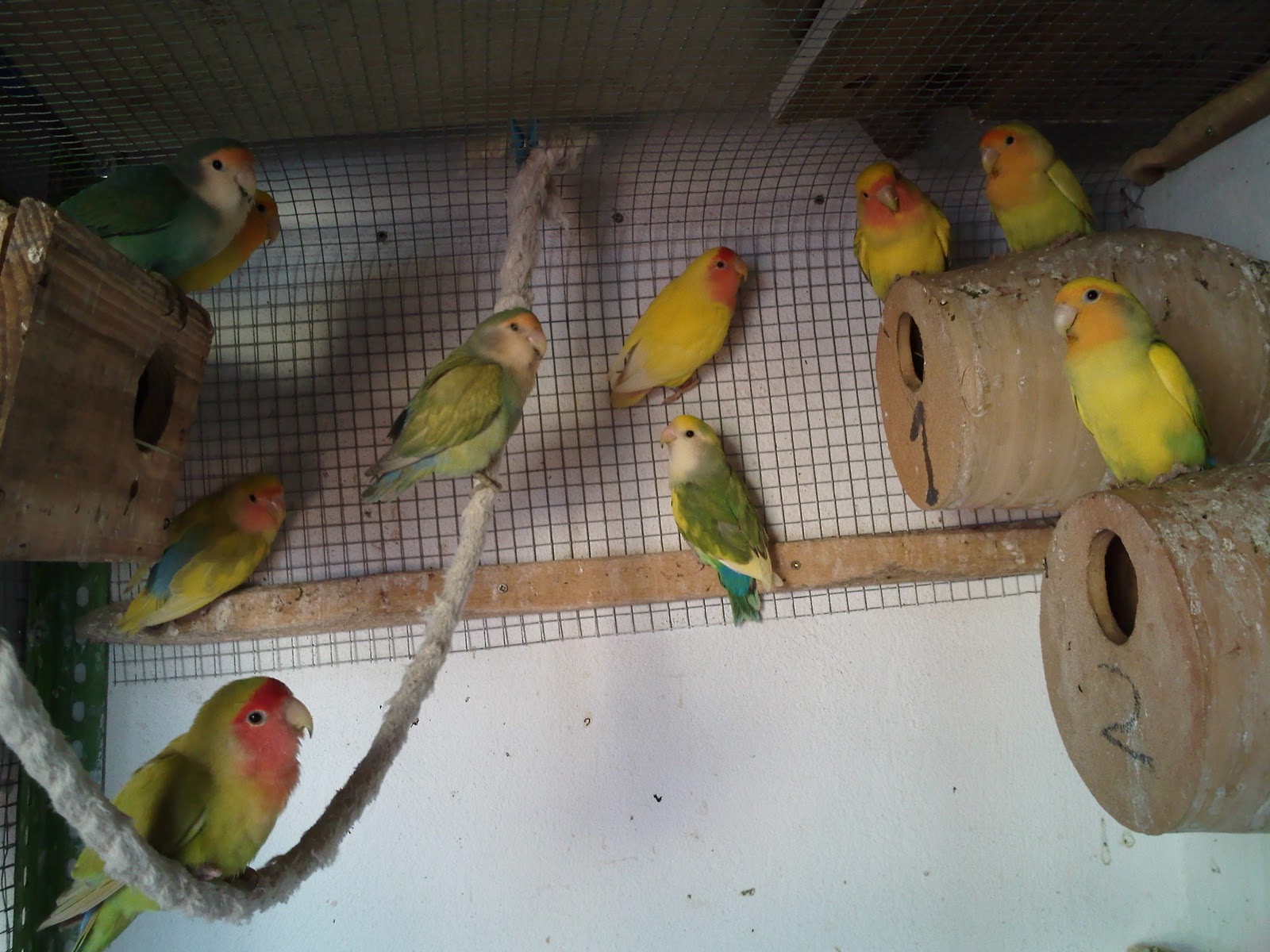 aviario granado magriz: Agapornis Papilleros