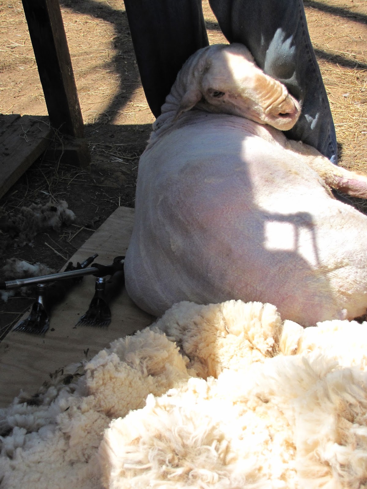 Sheep...revisited....