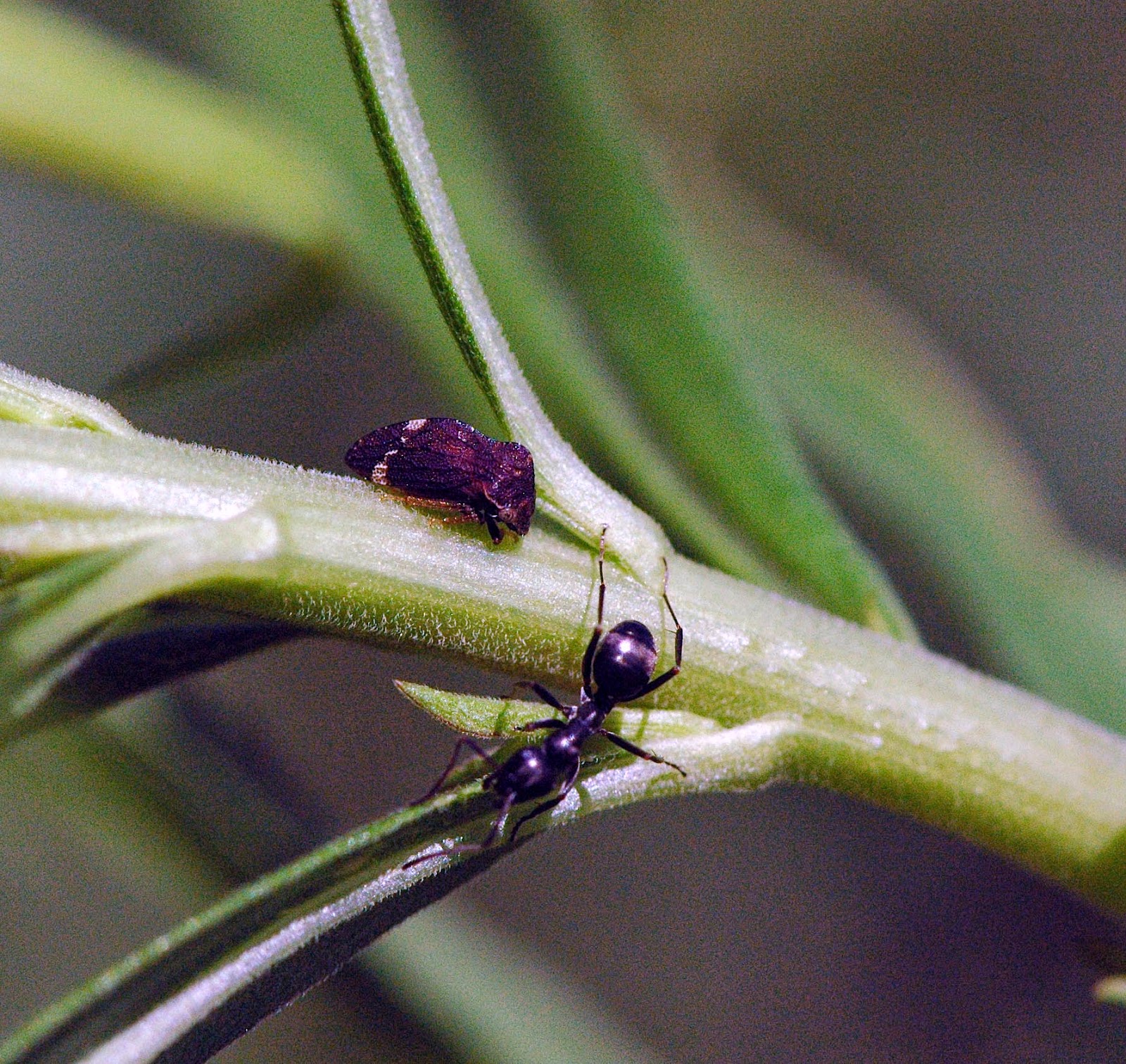 Field Biology in Southeastern Ohio: A Wahkeena Insect Walk