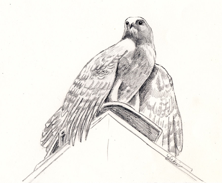 Vickie Henderson Art: Red-shouldered Hawk Territory