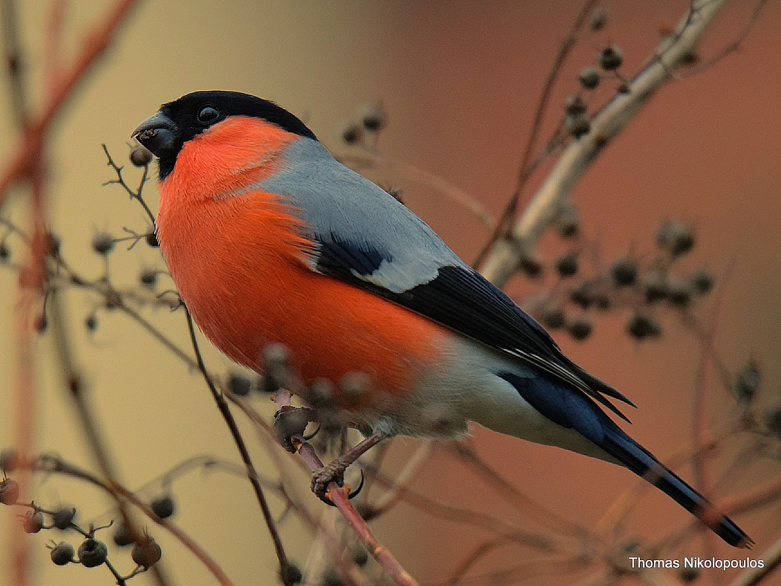 Thomas Nikolopoulos - Wildlife : Πύρρουλας (Pyrrhula Pyrrhula)