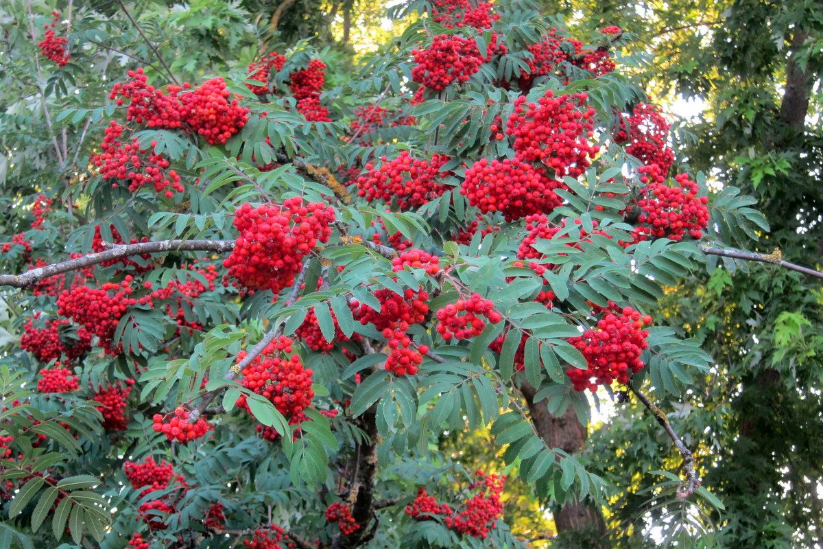 MES, XXI AMŽIAUS SLAUGYTOJOS: Rugsėjis - rudens pradžia