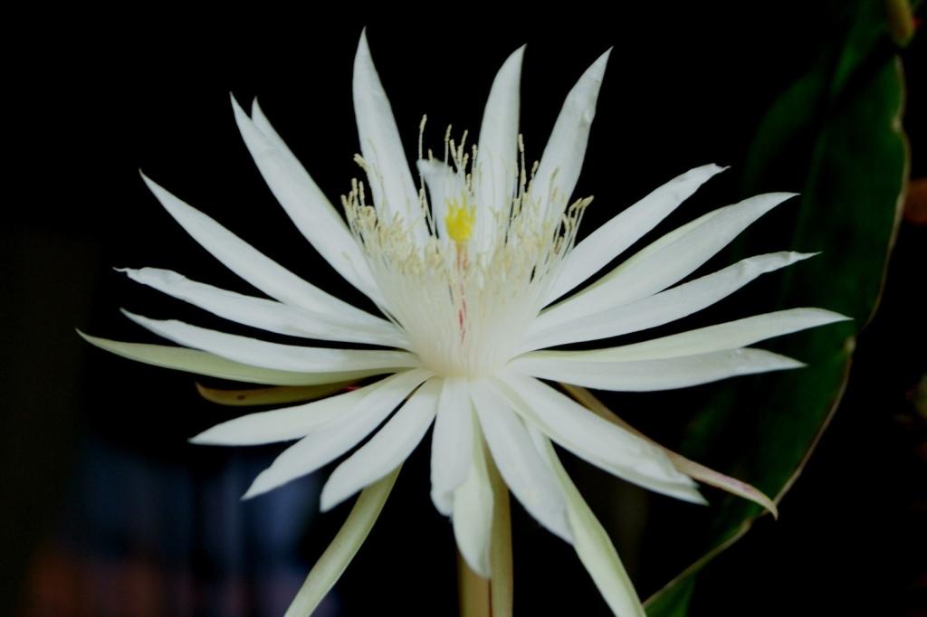 My little vegetable garden: another bunga bakawali