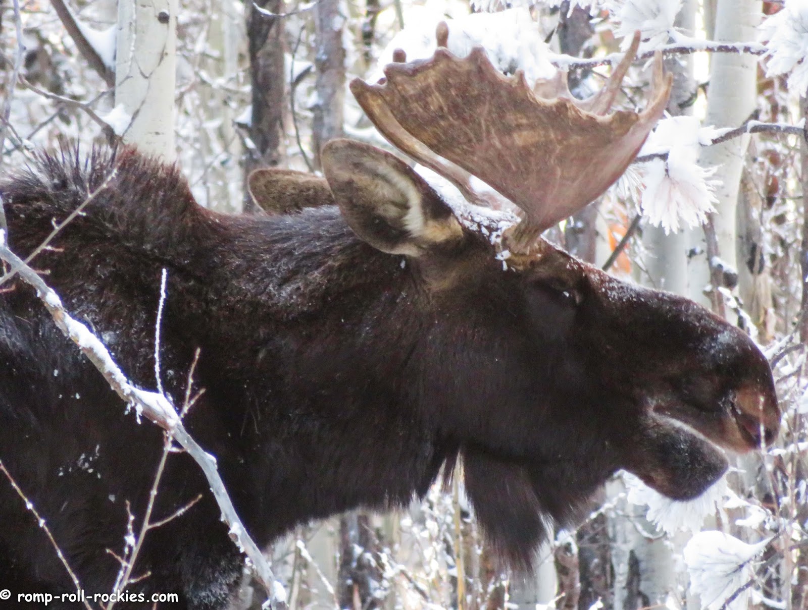 Romping and Rolling in the Rockies: Moose in Winter - Watch out for the ...