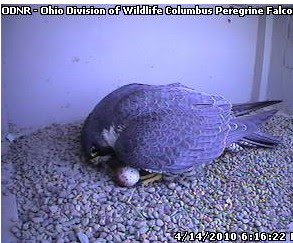 Funny peregrine falcon |Funny Animal