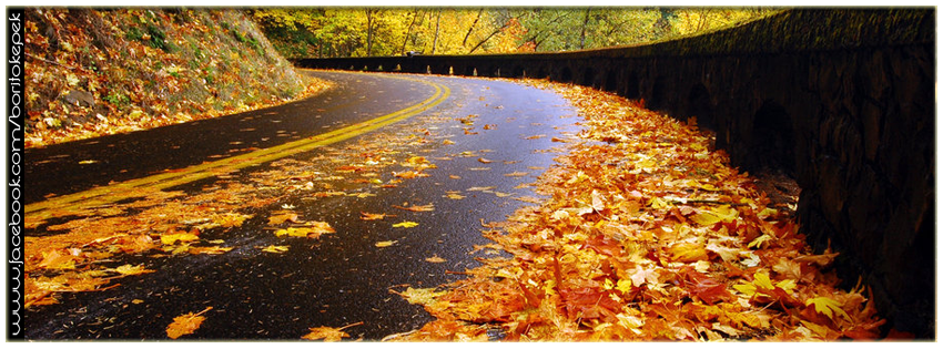 BORÍTÓKÉPEK: Őszi Borítóképek