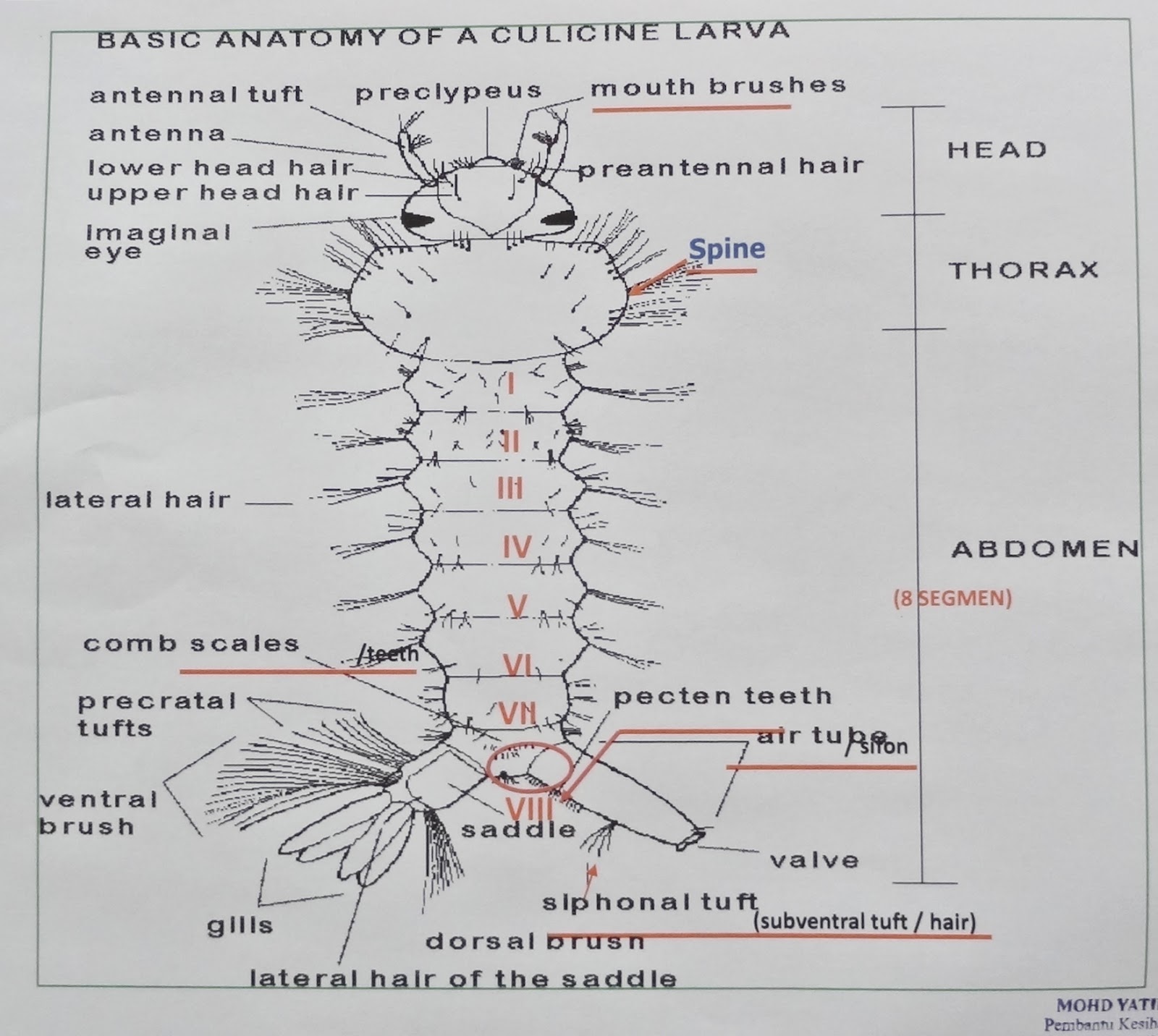 Com Med F1 Group: Day 1 (3/9/2012) - Introduction & Vector Born Diseases