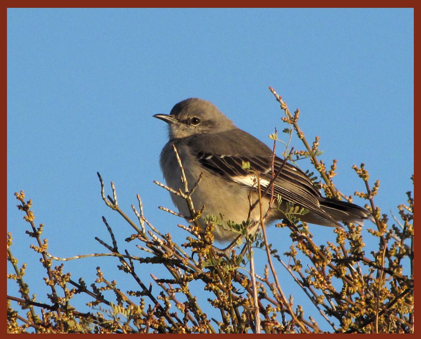 Desert Colors: Clouds and Mockingbird