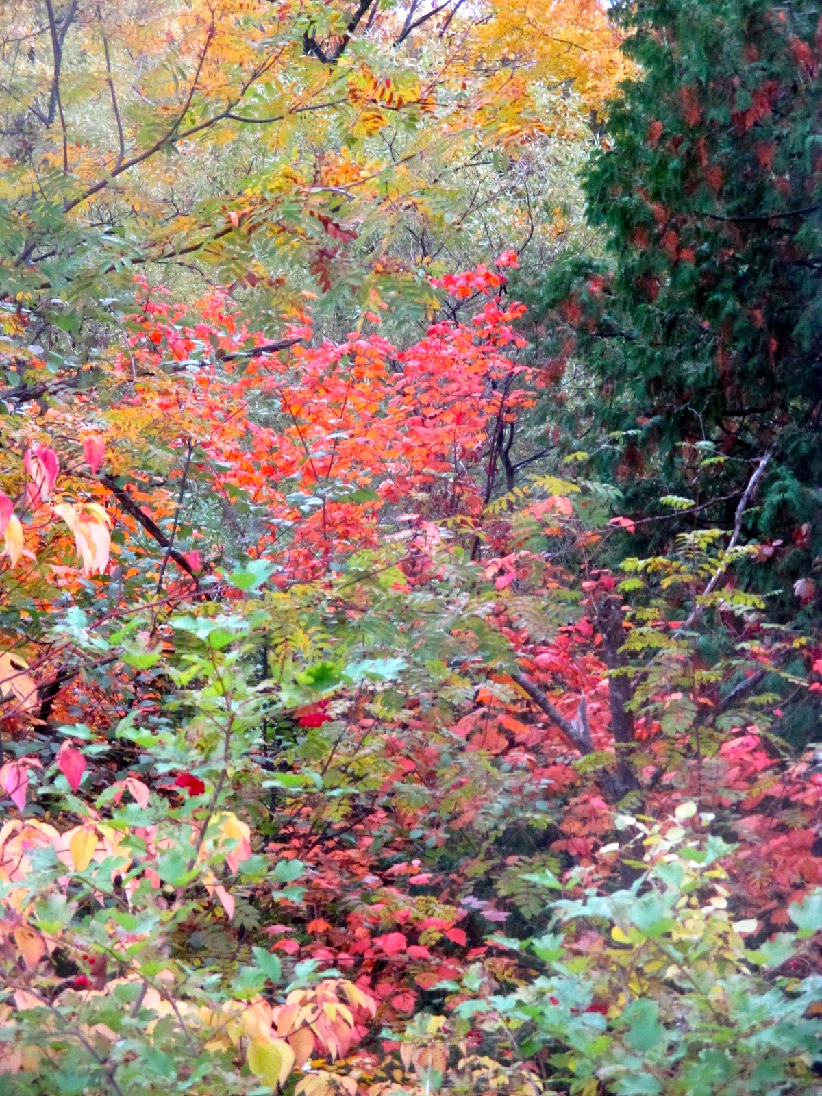 Art's Bayfield Almanac: EVOLUTION AND FALL LEAF COLOR