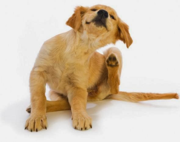 Learn more about your pet health in our blog: Allergroom Shampoo