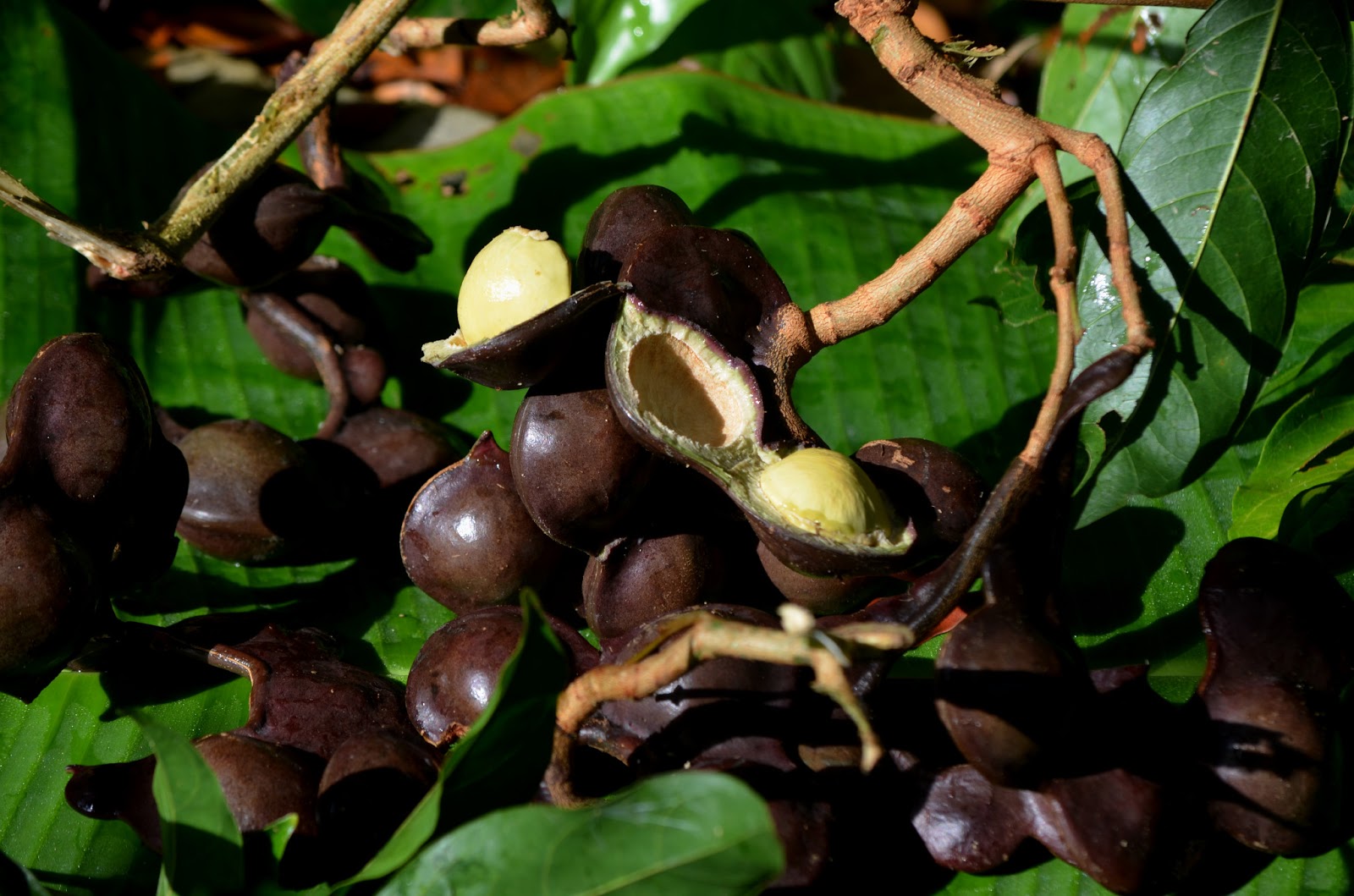 My Sarawak (3rd Ed.): The Jering tree