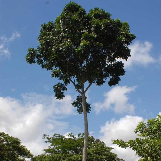 Mogno Verdadeiro e Mogno Brasileiro