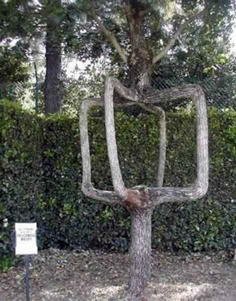 Rajib's Collection: Unusual Shape of Trees