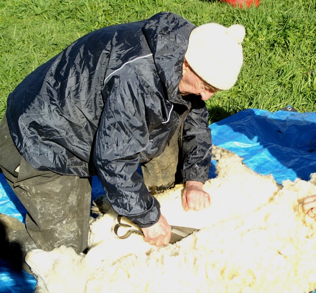 Woolshed 1: Sheep Husbandry - blade shearing method