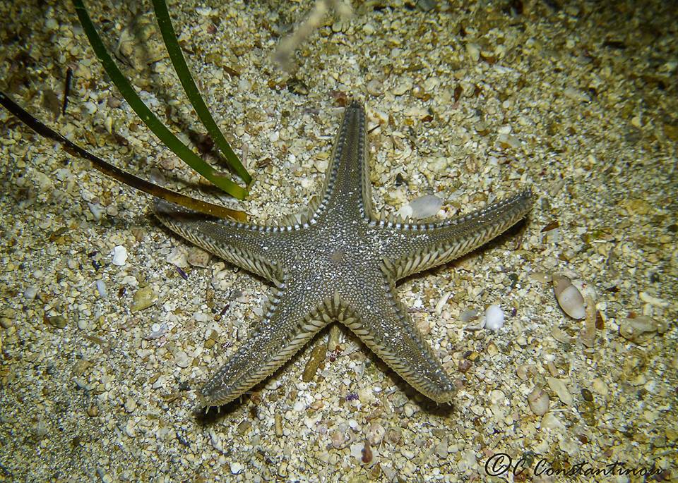 Biodiversity of Cyprus by NGO Protection of the Natural Heritage and ...