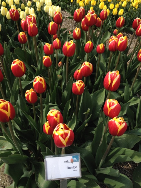 Shooting My Breeze: Tulpen Festival at Noordoostpolder