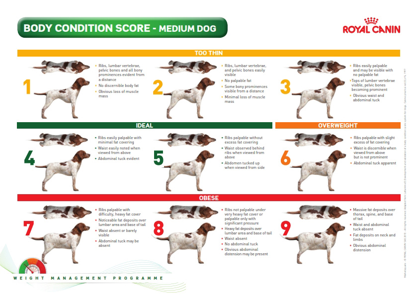Klinik Hewan Bogor drh.Anastasia Narani: Hewan Gendut, Lucu atau Bahaya?