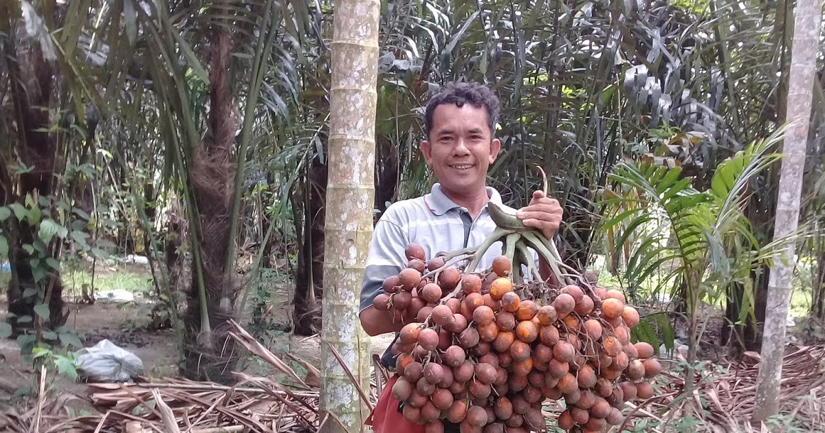 Budidaya Pinang Betara Unggul: Cara Budidaya Pinang Betara dan Pinang ...