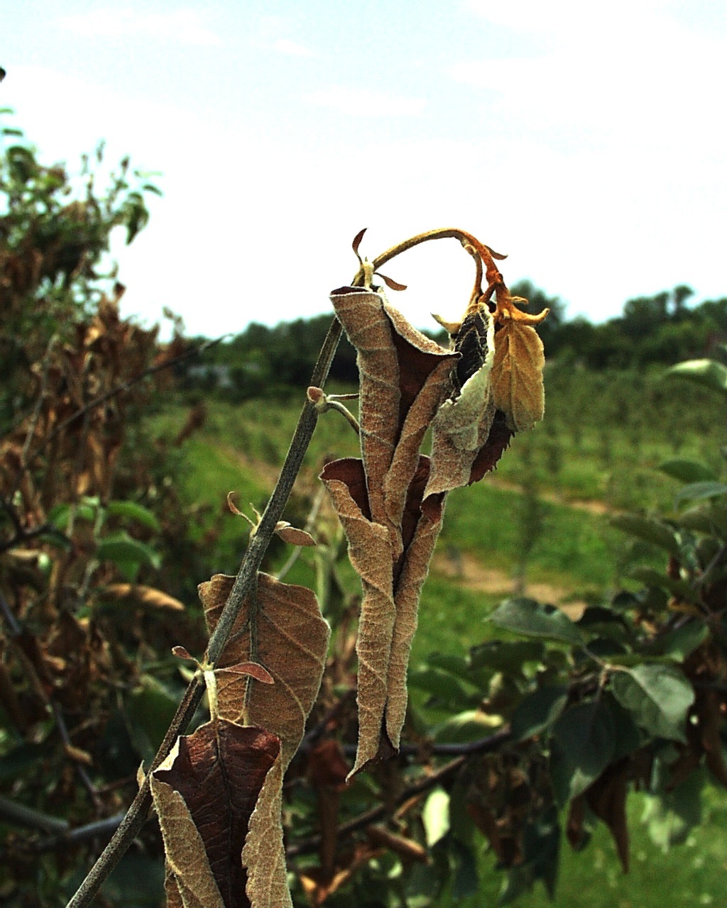 Eaton Rapids Joe: Fire Blight!