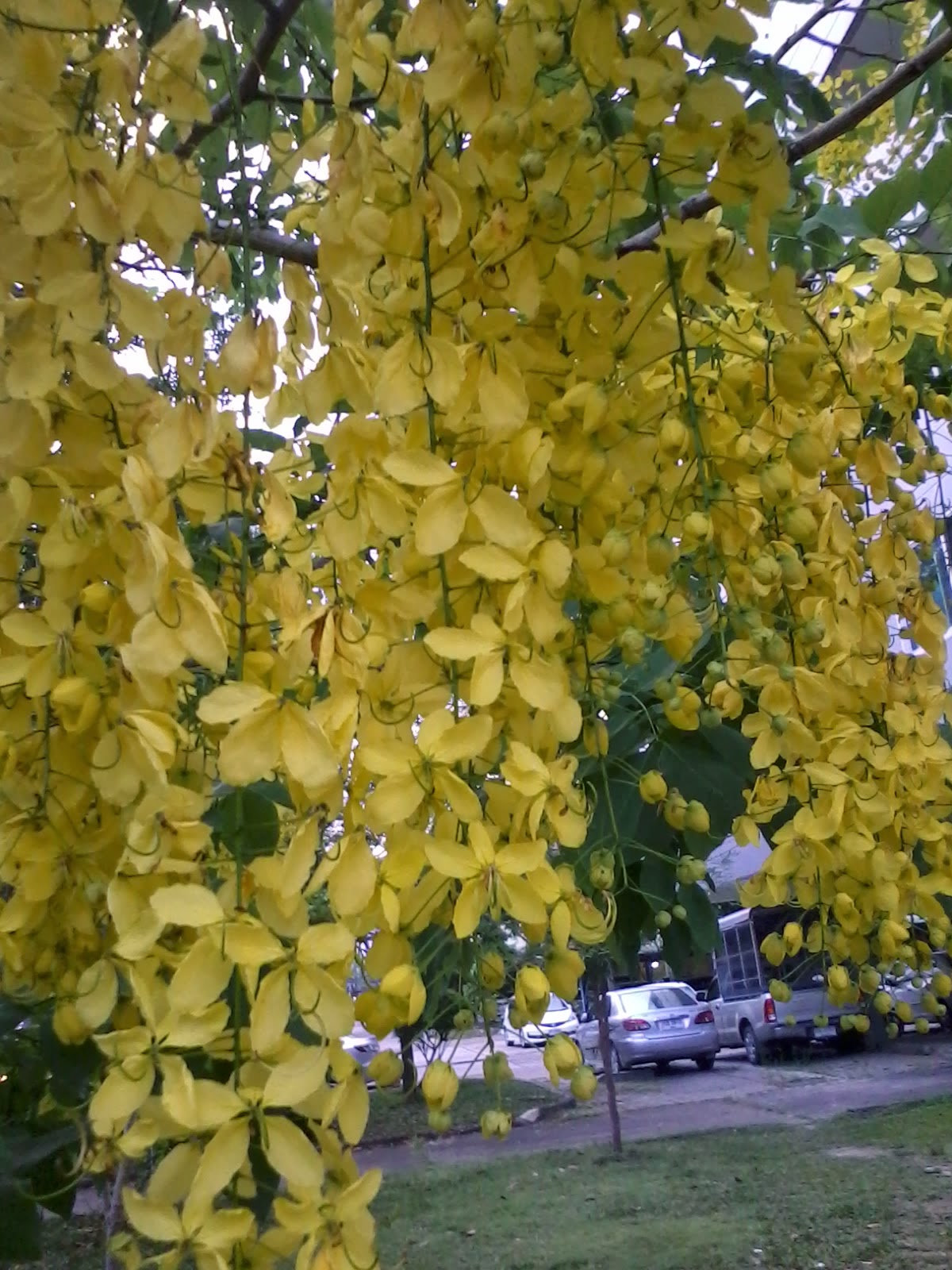 Saat Golden Chain Blossom (Bunga Nasional Thailand) Bermekaran ...