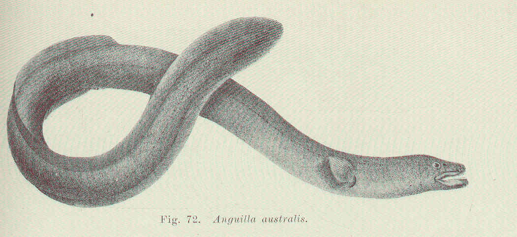 ANGUILLIDAE (SIDHAT - 鳗 - EEL): SIDHAT AUSTRALIA - Australian Eel - 澳洲鳗鲡