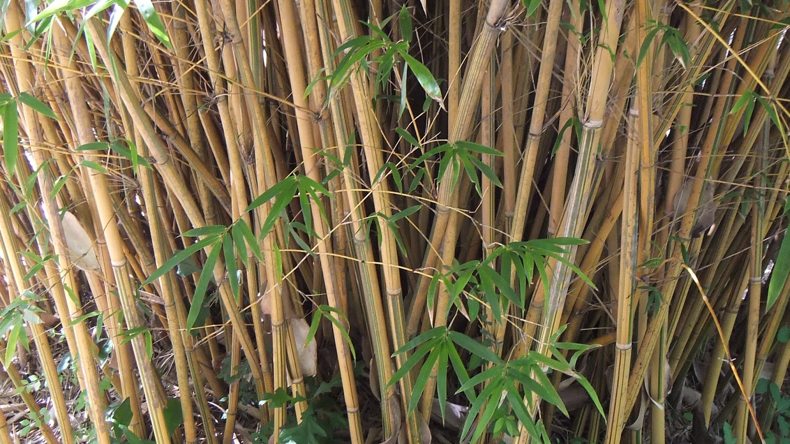 The Barthet Gallery: Bamboo Forest
