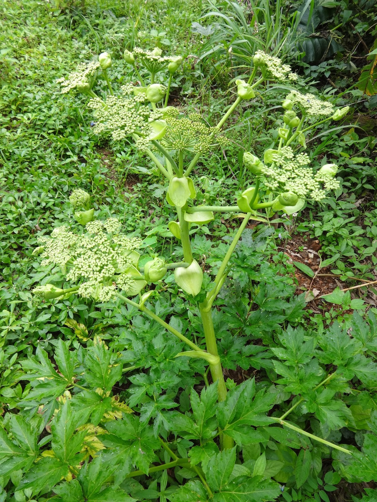 Herbs from Distant Lands: Angelica keiskei - Ashitaba, Tomorrow's Leaf