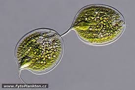 MICROALGAS-USOS Y APLICACIONES DE LA BIOMASA MICROALGAL EN EL MEDIO ...