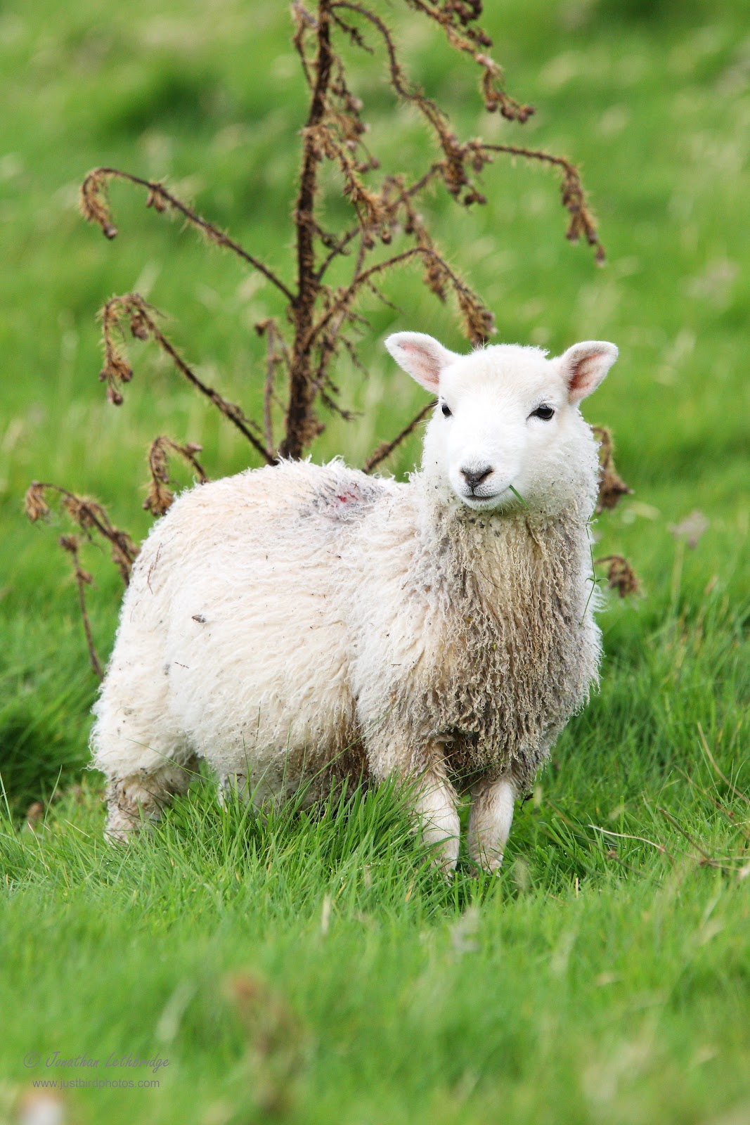 Wanstead Birder: August 2012