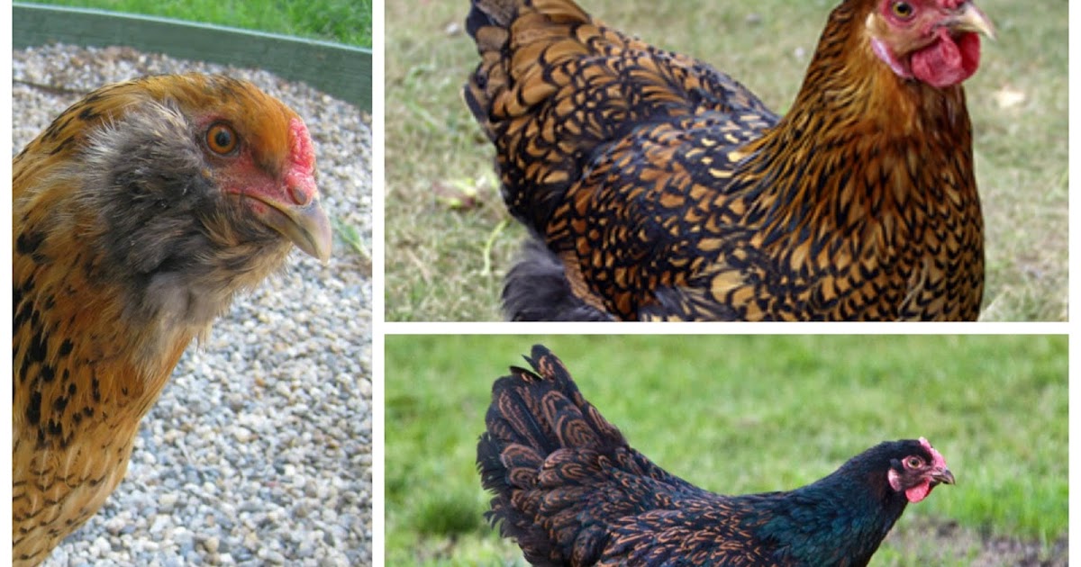 Seiklused ja jutud: Beebid ei hüüa tulles...