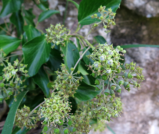PLANTAS SILVESTRES QUE FLORECEN EN OTOÑO