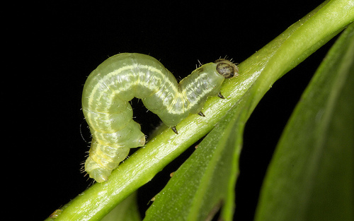 Progressive Charlestown: DEM says winter moth caterpillars are ...