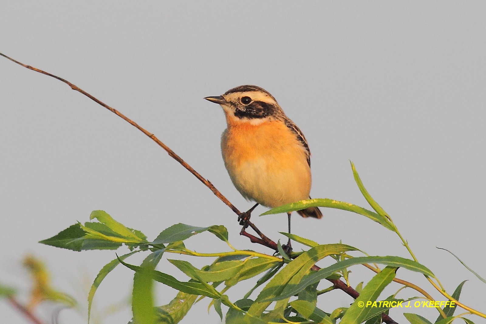 Raw Birds: WHINCHAT Saxicola rubetra