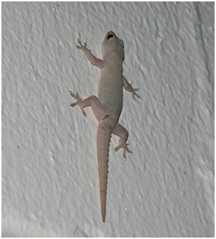 World of Animals and Plants: Ciri-ciri khusus pada beberapa hewan