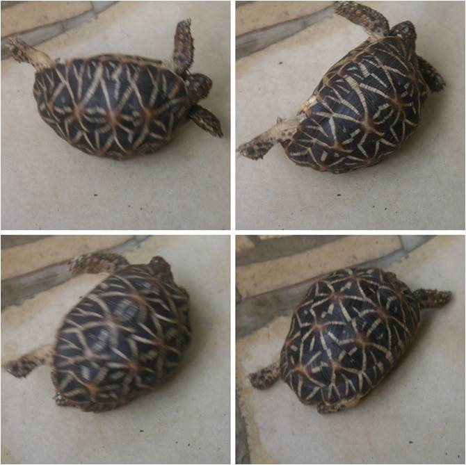 The Laughing Mathematician: Egg shells to turtle shells.