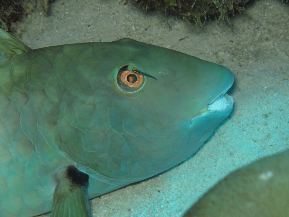 Rambling Jill: Yellowtail parrotfish