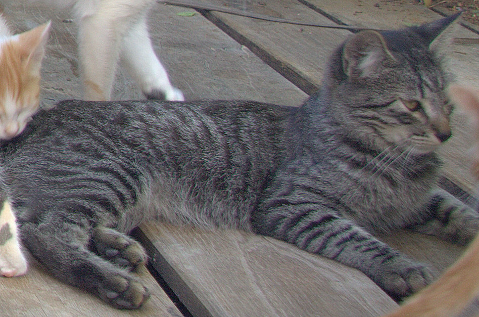 Adopta a tu gato: Humo: Adoptado