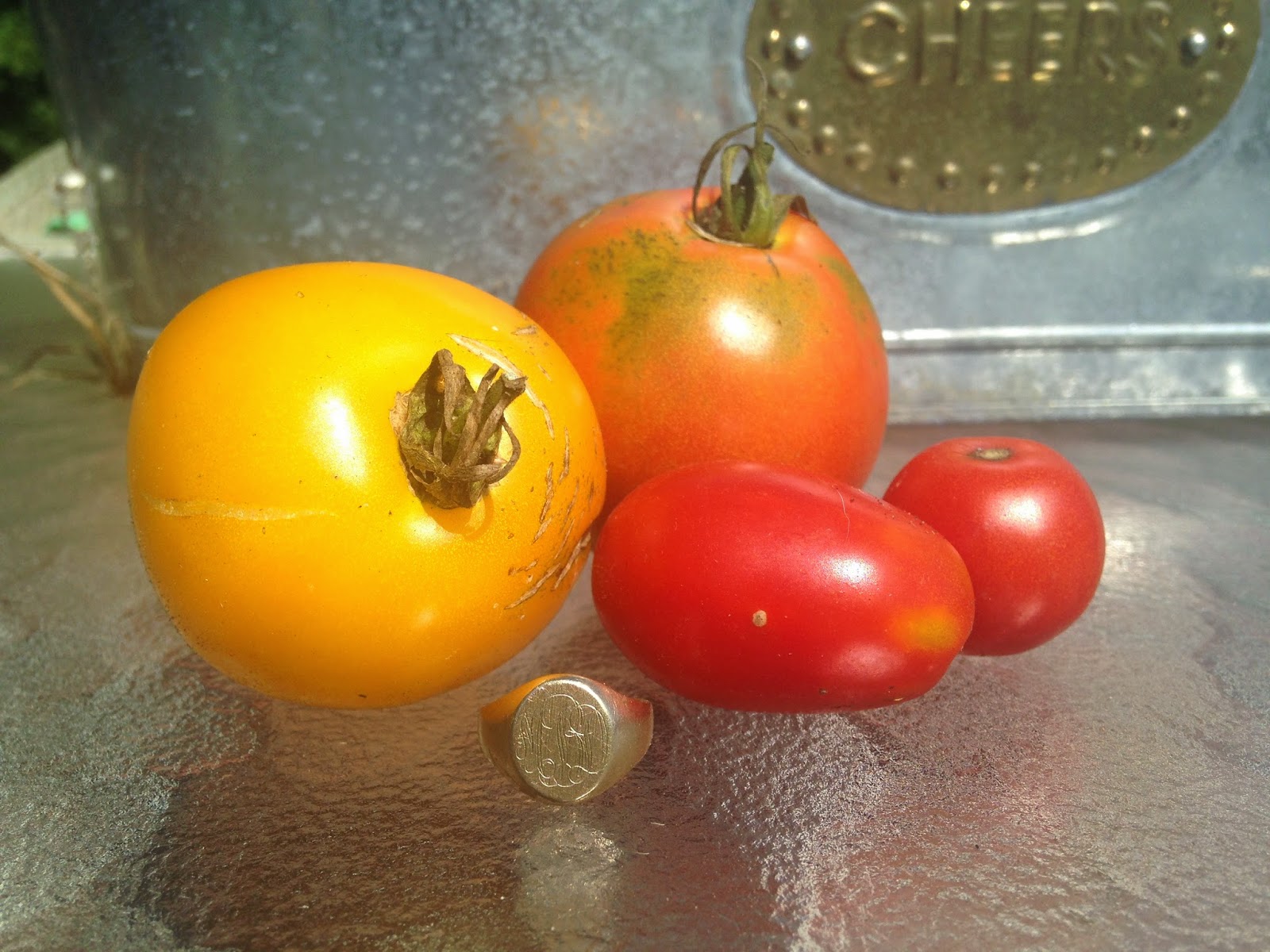 AP Bio Photo Blog Genetically Modified Organisms