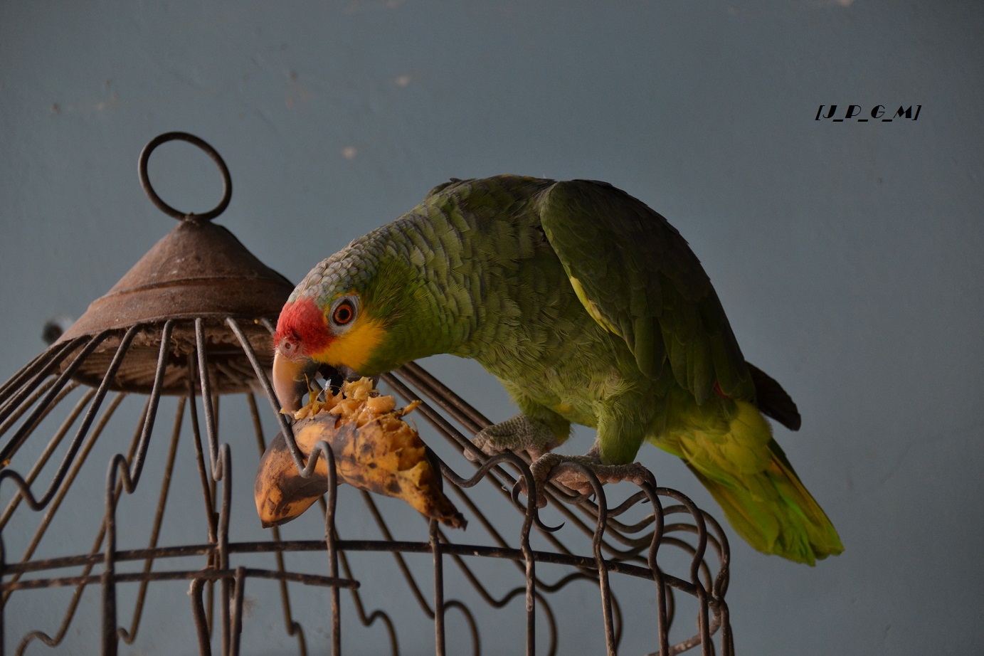 Fotocuates. . .: Cotorro comiendo........